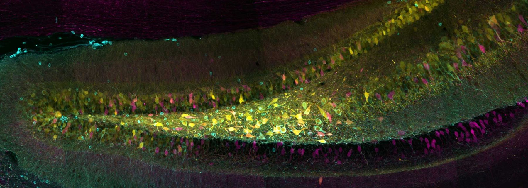 Molecular and Cellular Neuroscience | UCSB Neuroscience | UC Santa Barbara Molecular and Cellular Neuroscience | UCSB Neuroscience | UC Santa Barbara